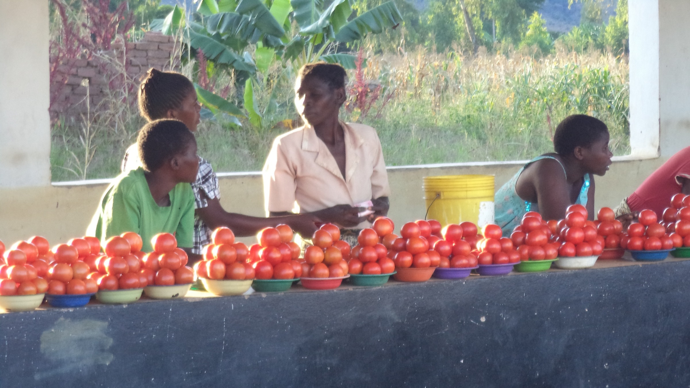 Bwengu Tomato Production and Processing | seed.uno