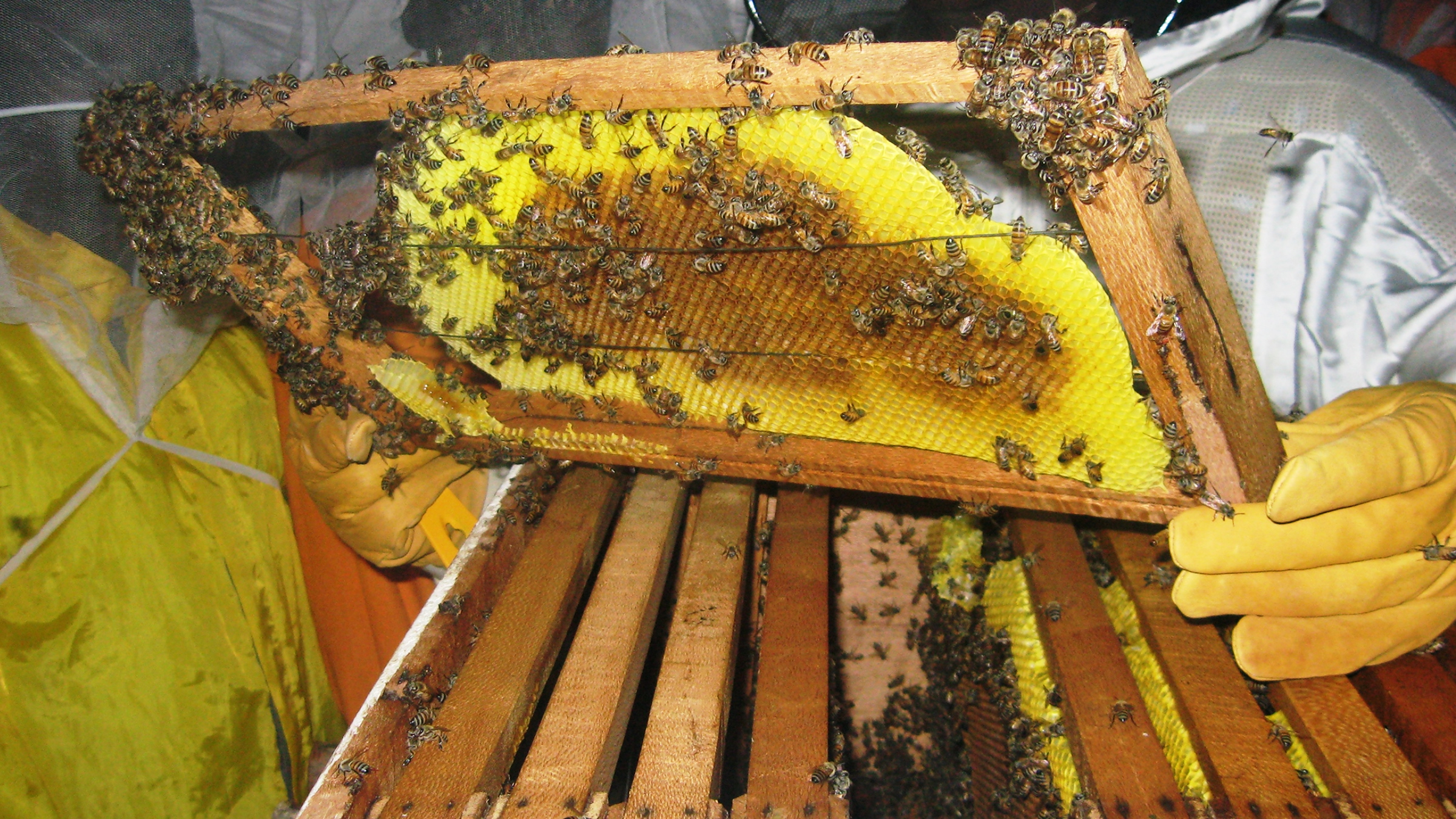 Blessed Bee for Life | seed.uno