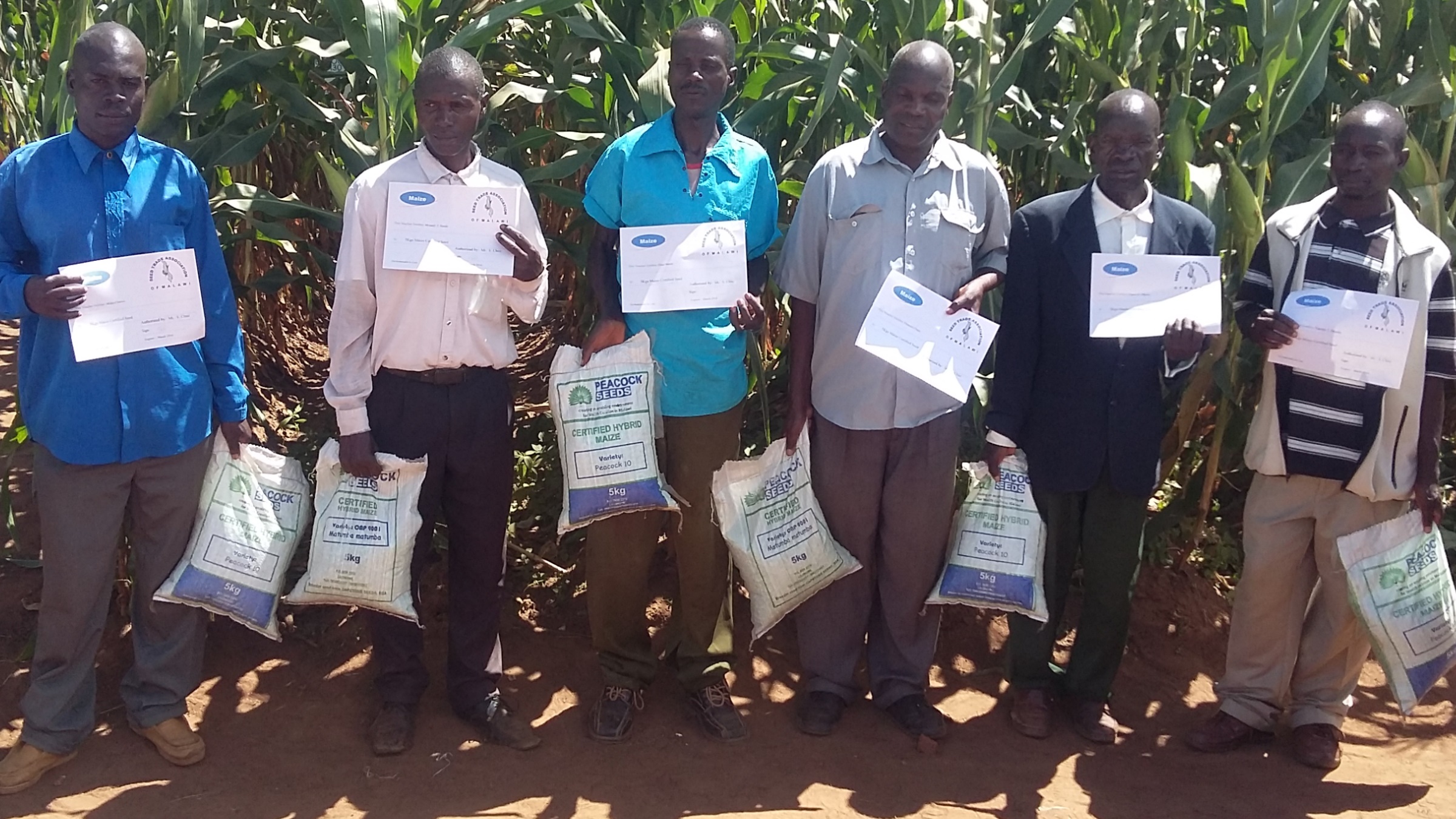 Peacock Seeds | seed.uno